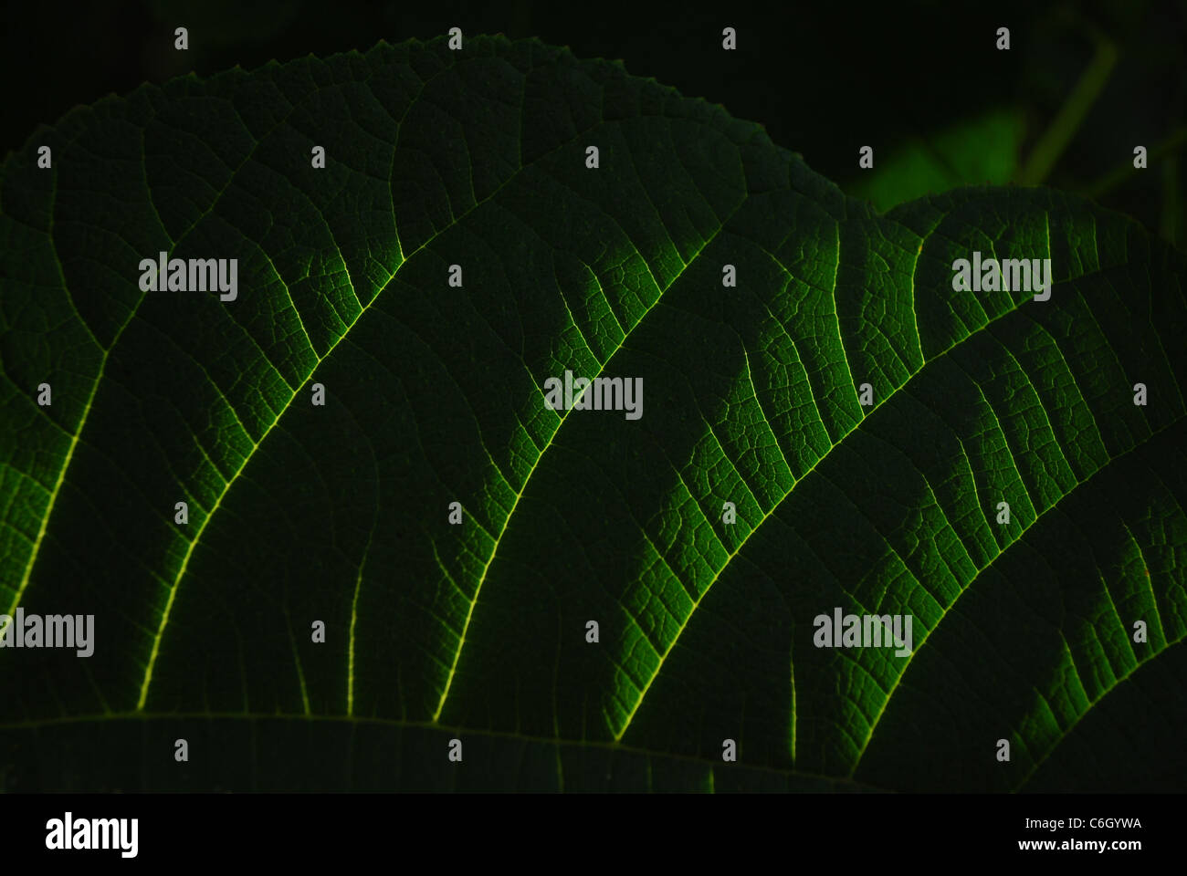 Leaf effect hi-res stock photography and images - Alamy