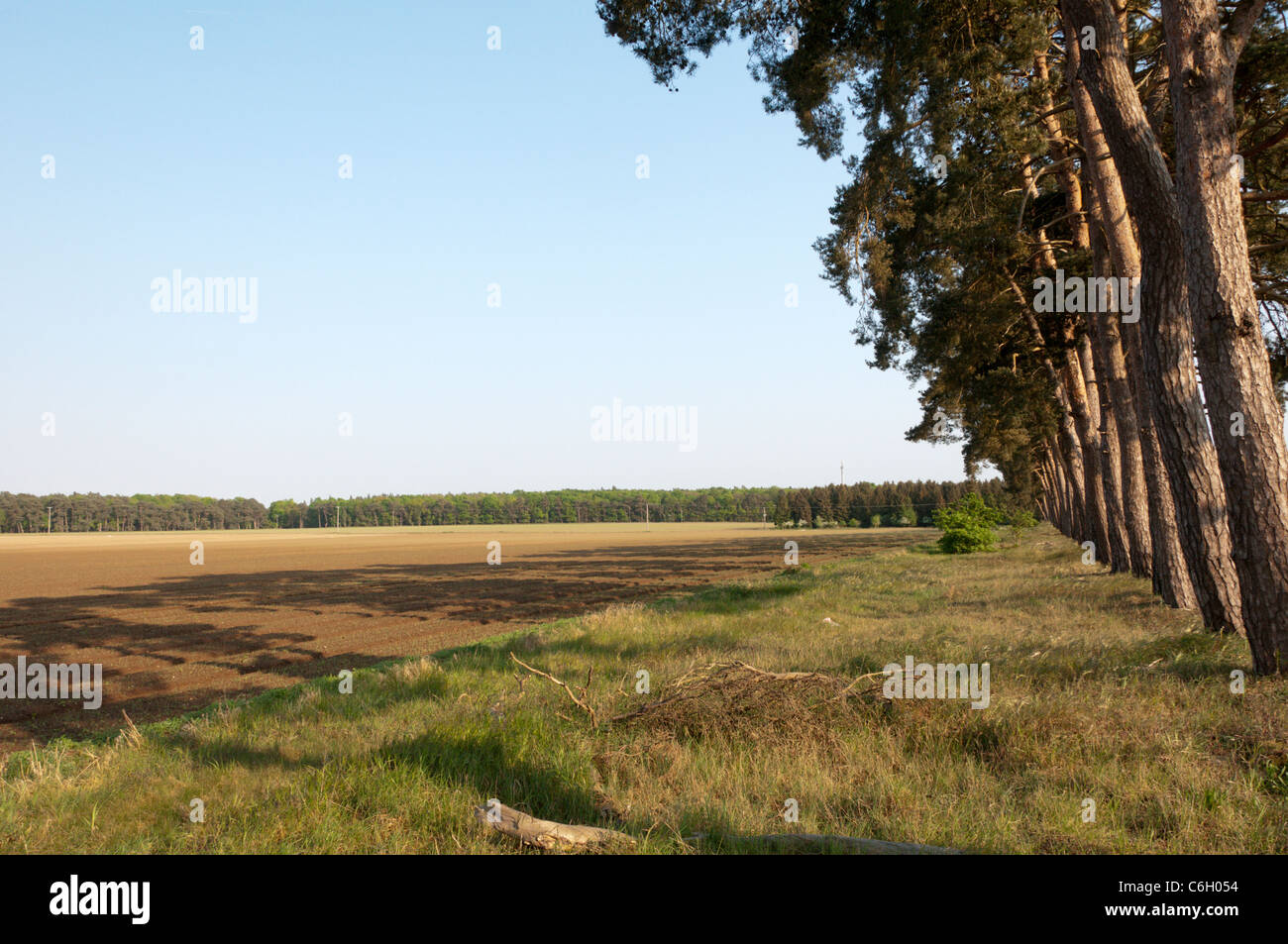 Typical Breckland scenery in Thetford Forest, Suffolk Stock Photo - Alamy