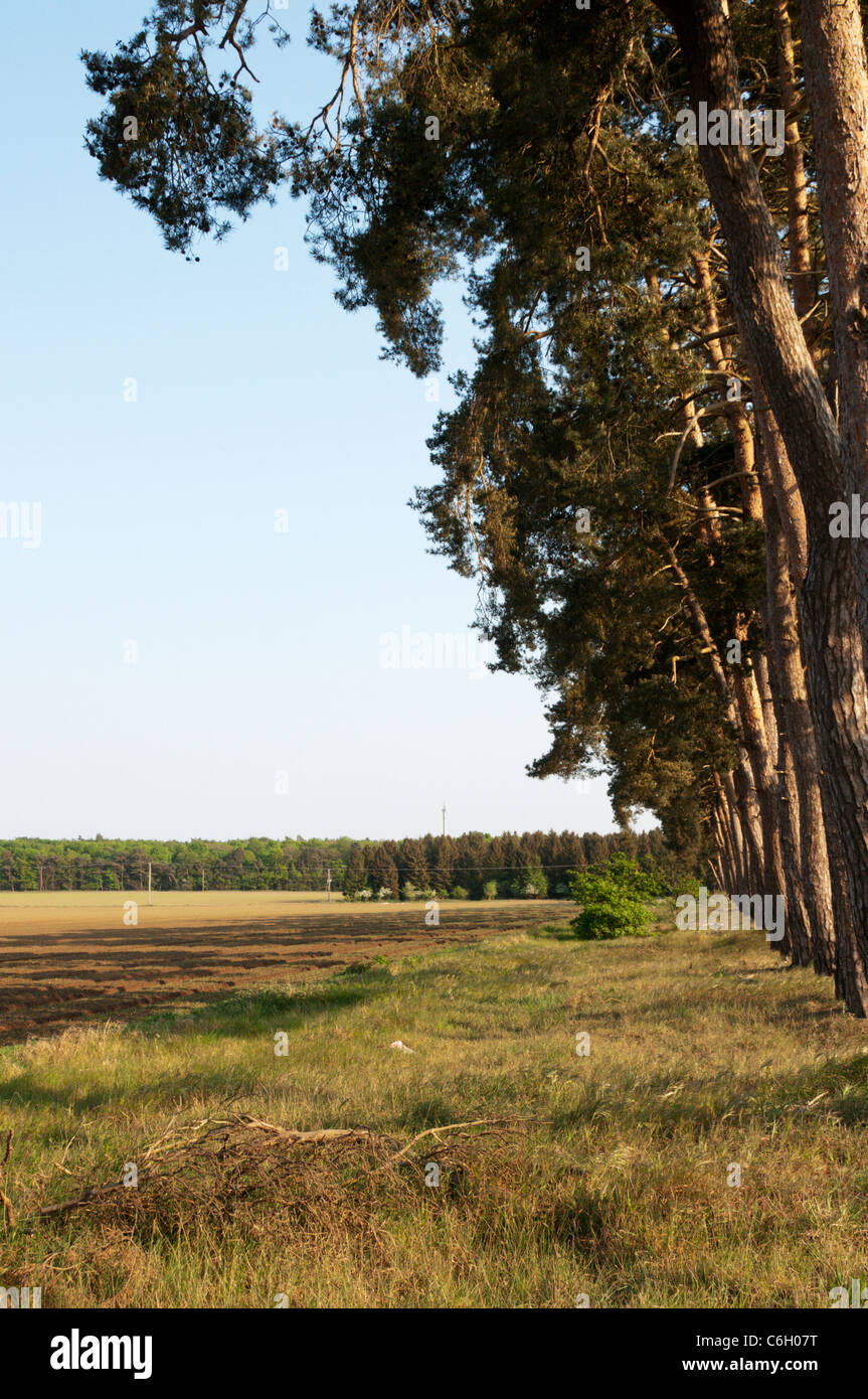 Typical Breckland scenery in Thetford Forest, Suffolk Stock Photo - Alamy