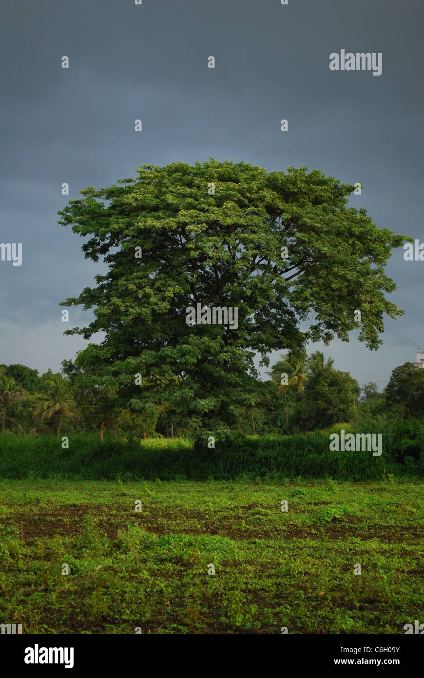 Tree height hi-res stock photography and images - Alamy