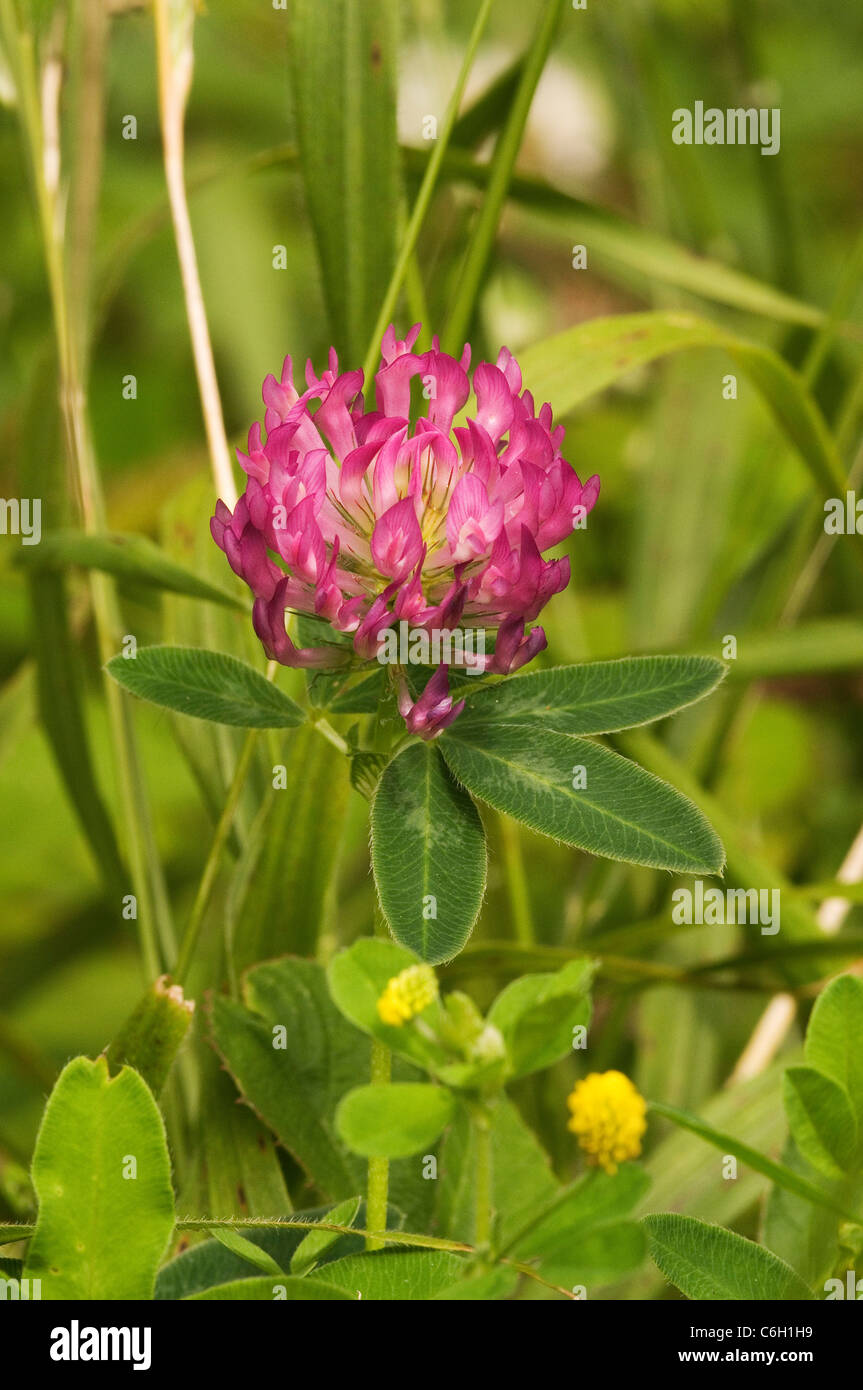 Red Clover Trifolium pratense (Fabaceae Stock Photo - Alamy