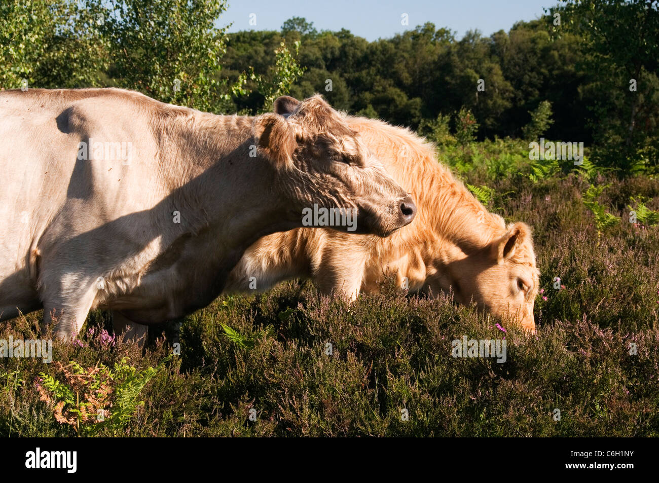 New forest cows hi-res stock photography and images - Alamy