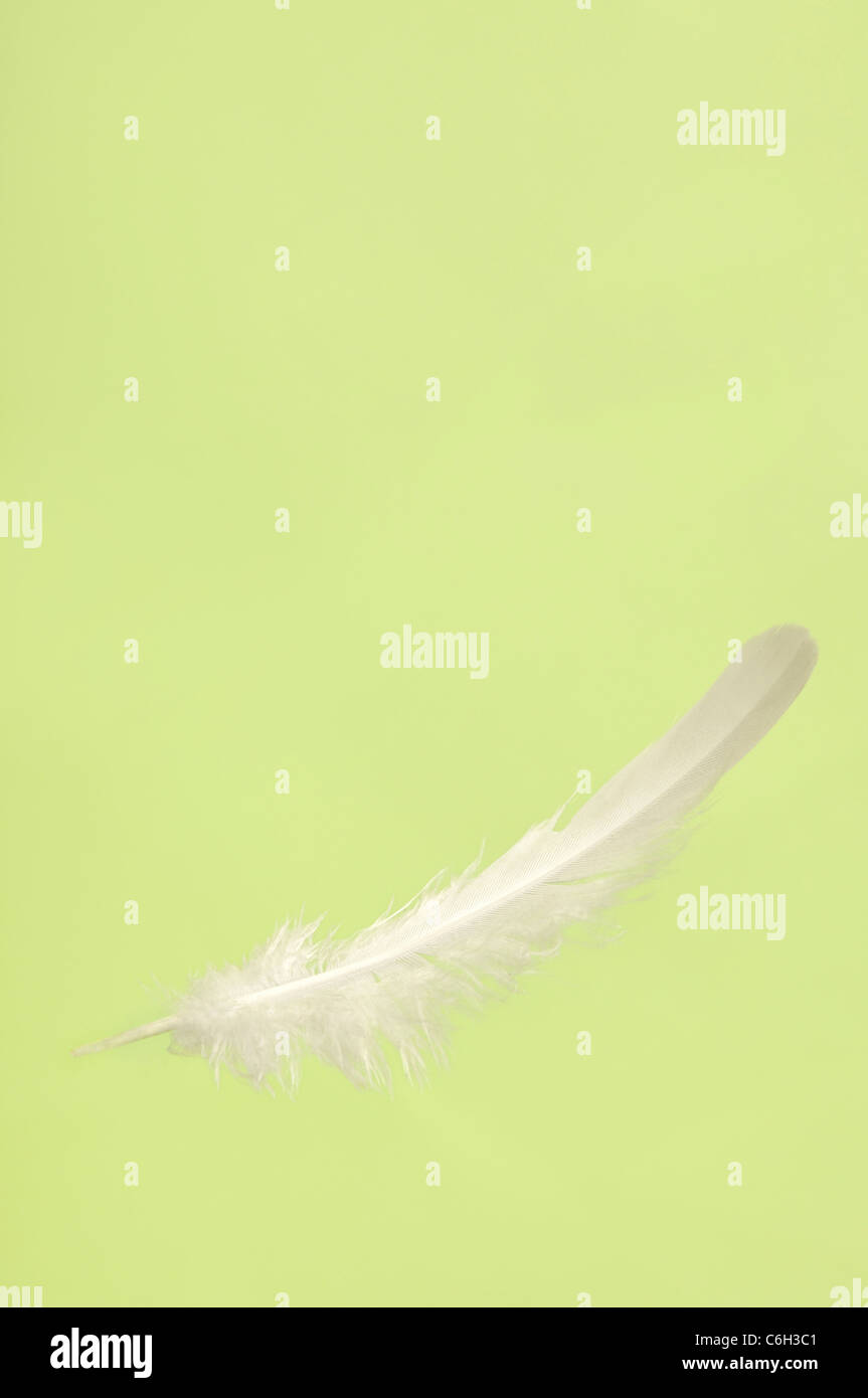 Feathers falling bird hi-res stock photography and images - Alamy