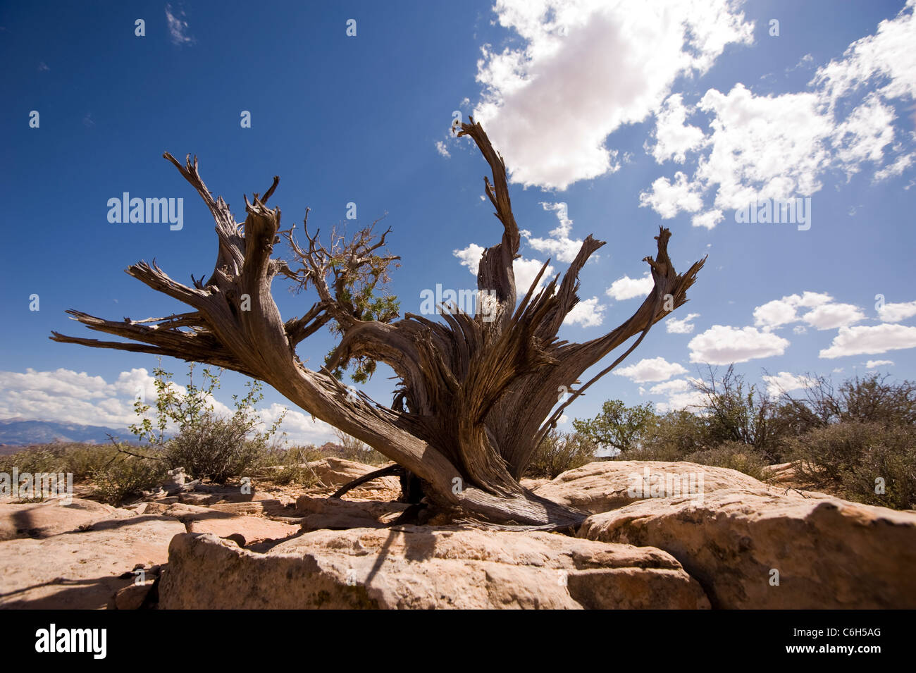 Dead tree in Arches National Park Stock Photo - Alamy