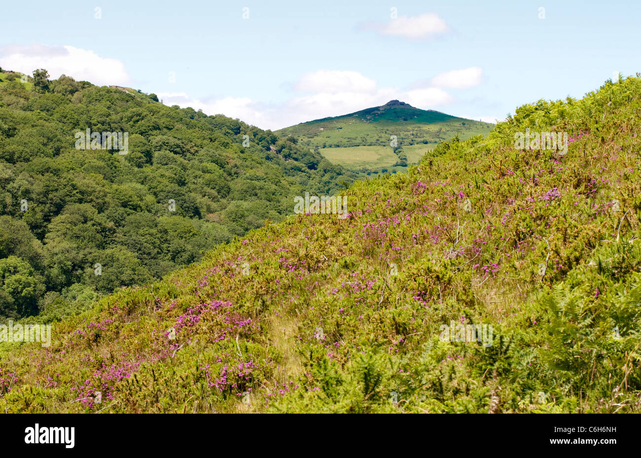 Sharp Tor from the heathy slopes of Aish Tor and the Dart valley on ...