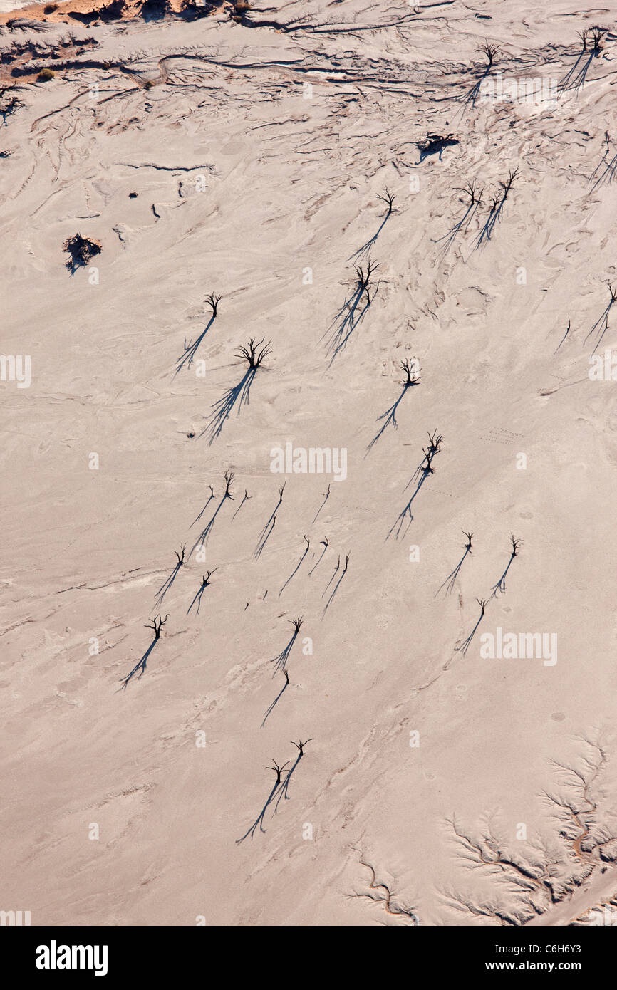 Aerial view dead trees in hi-res stock photography and images - Alamy