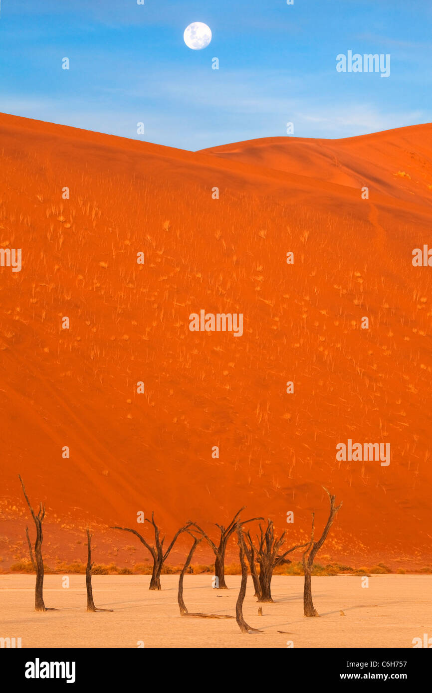Dead tree and full moon hi-res stock photography and images - Alamy