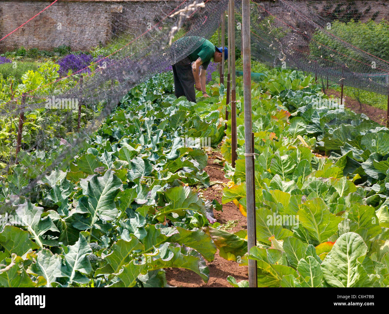 Cabbage netting hi-res stock photography and images - Alamy