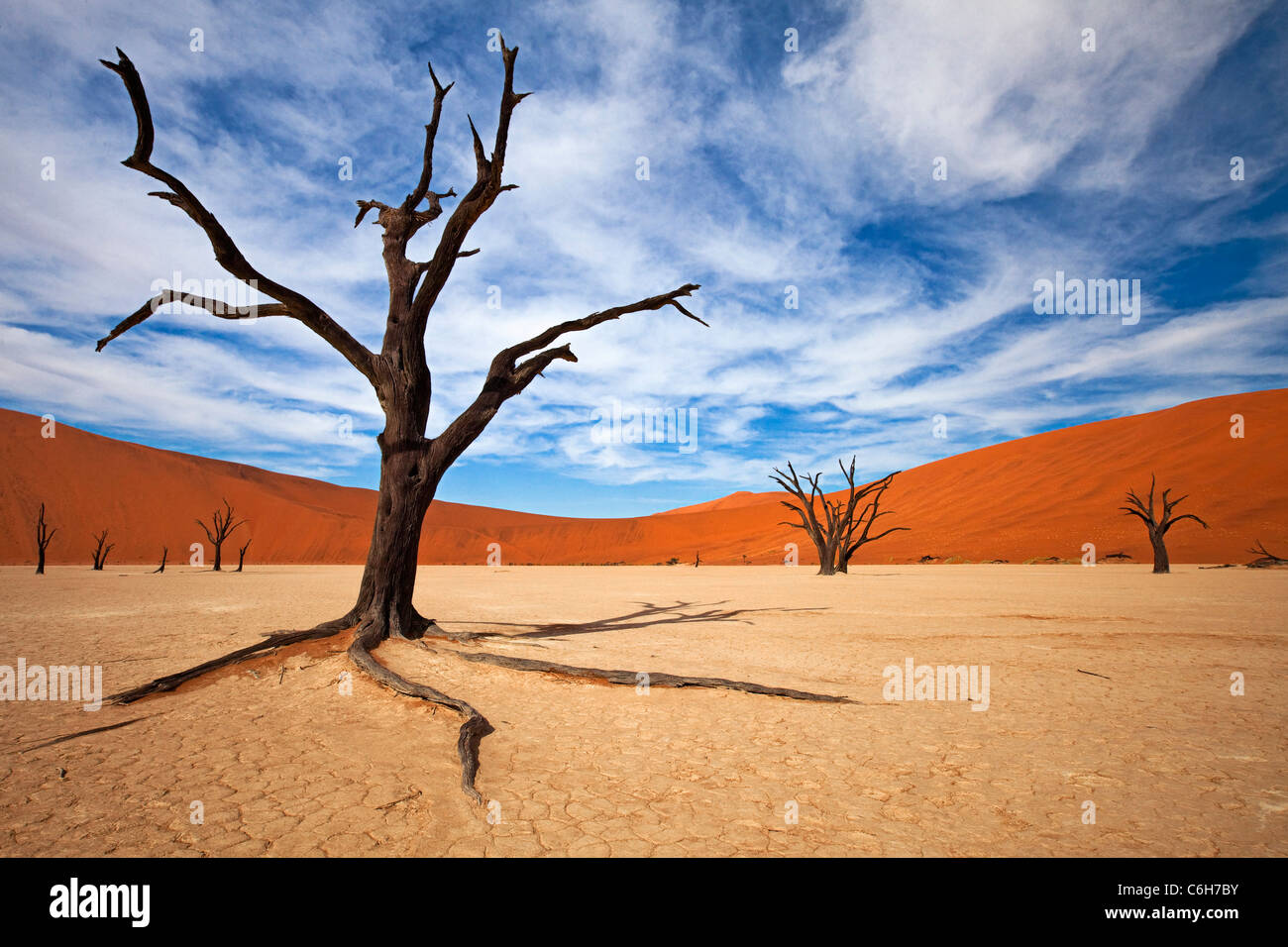 Dead trees sand dune hi-res stock photography and images - Alamy