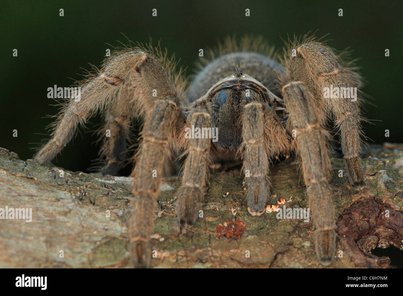Baboon spider africa hi-res stock photography and images - Alamy