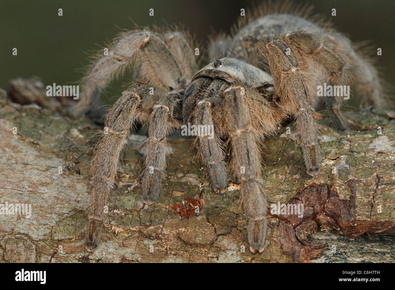 Baboon spider close-up Stock Photo - Alamy