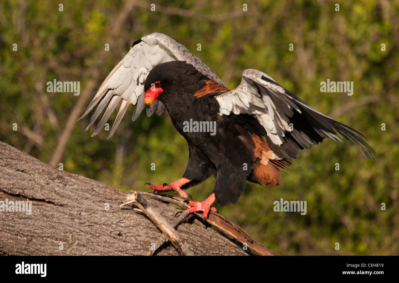 Landing male hi-res stock photography and images - Alamy