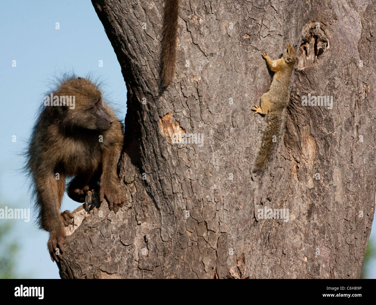 Baboon tree hi-res stock photography and images - Alamy