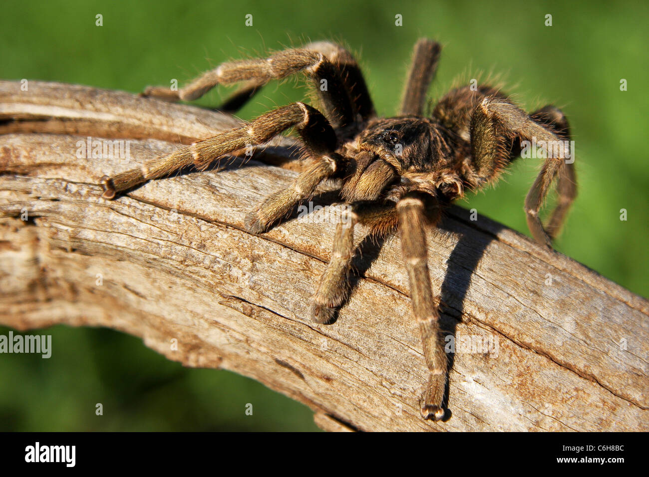Stout Leg Baboon Tarantula
