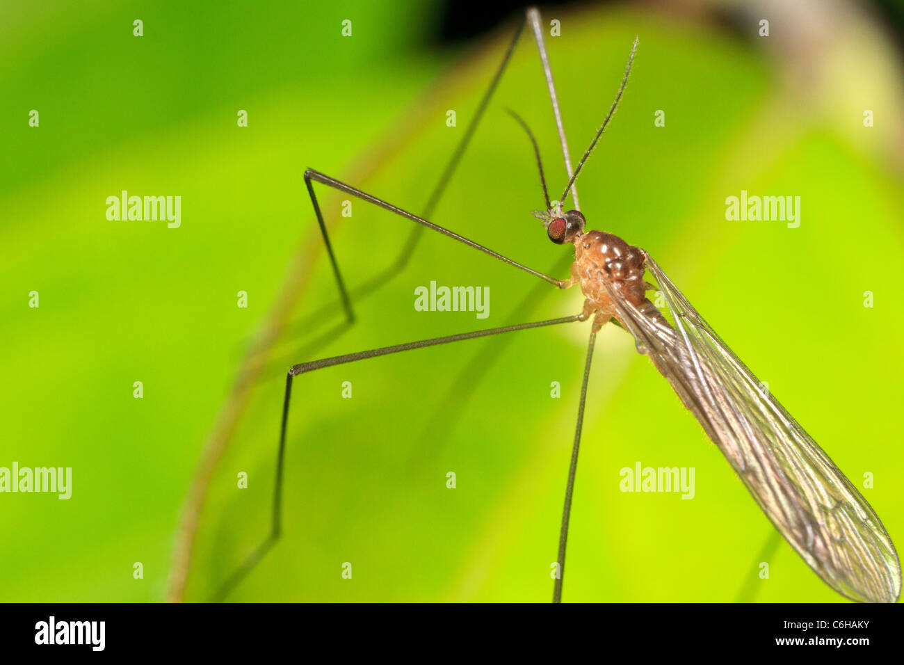 Crane fly insect hi-res stock photography and images - Alamy