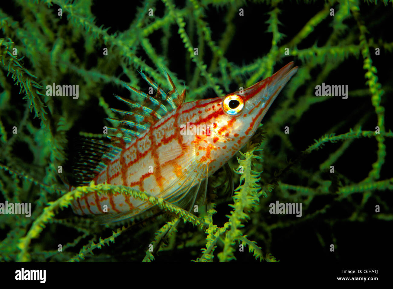 Yellow hawkfish hi-res stock photography and images - Alamy