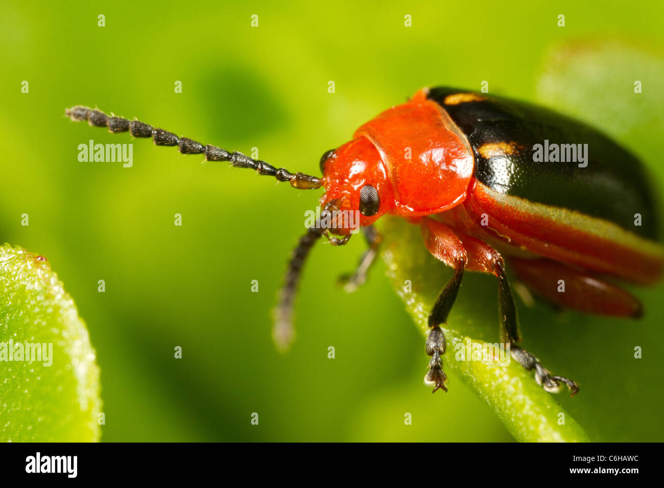 Flea beetle hi-res stock photography and images - Alamy