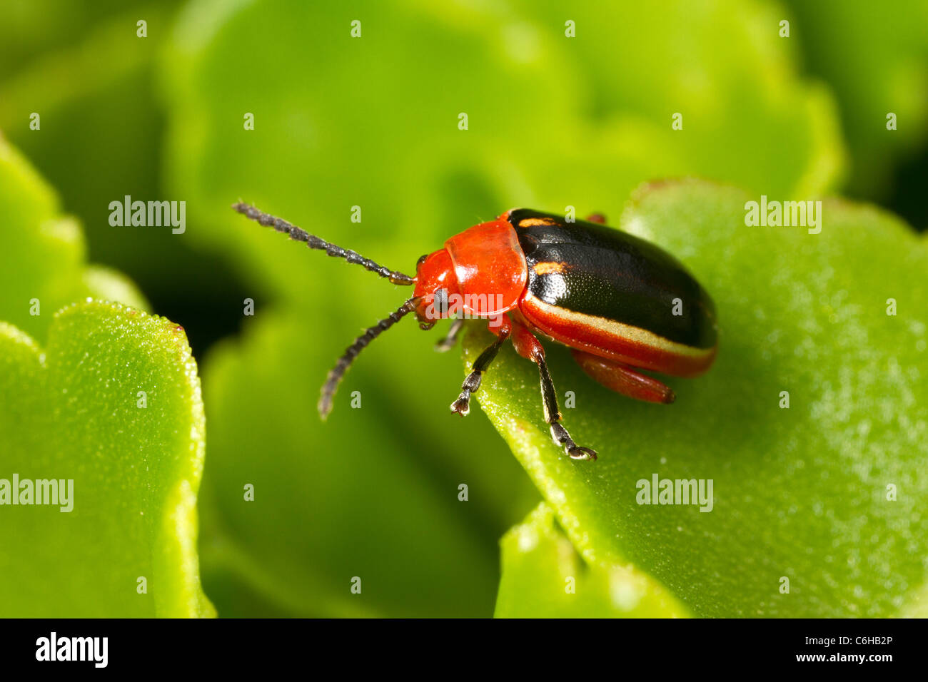 Flea beetle hi-res stock photography and images - Alamy