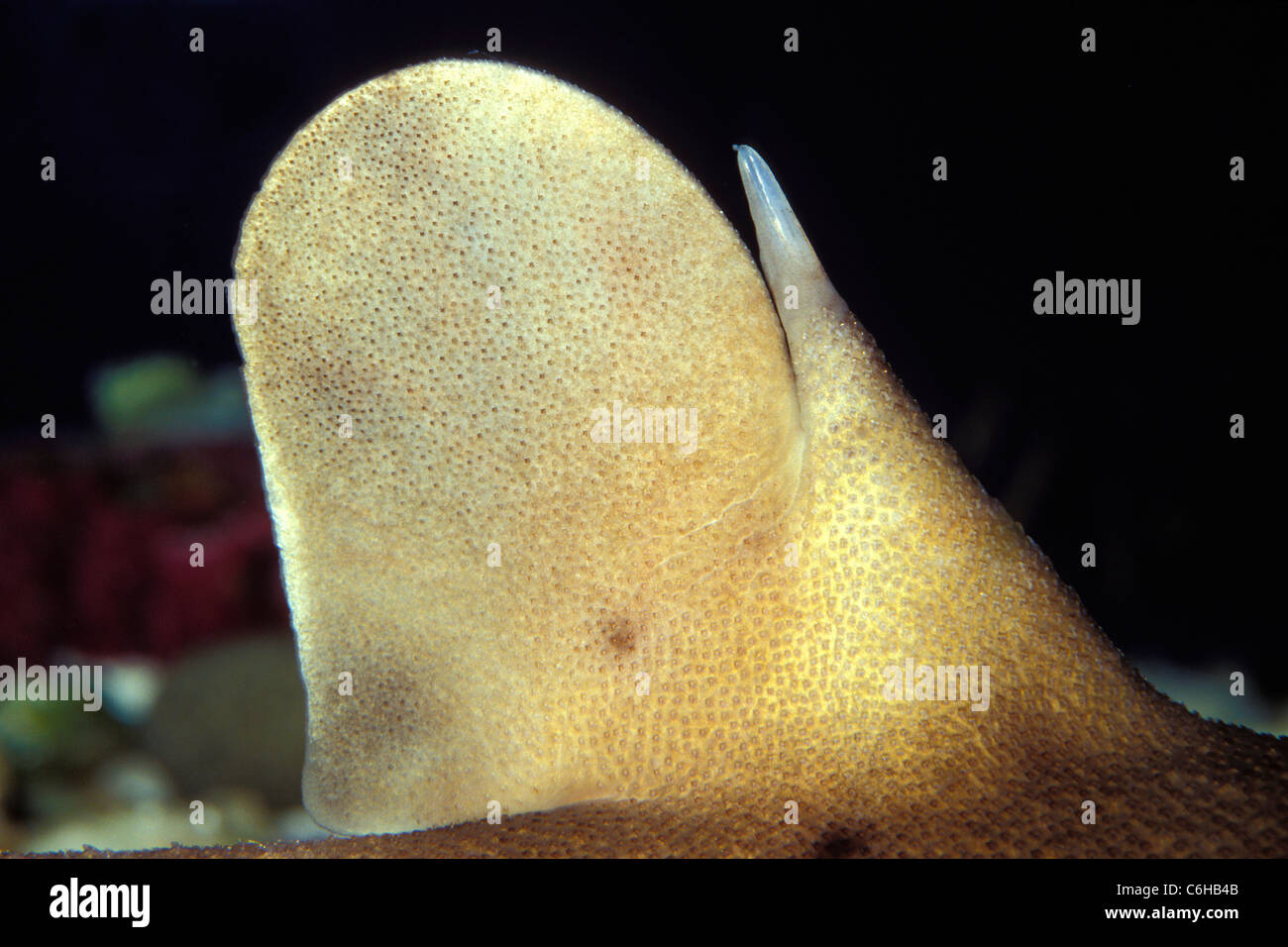 Horn shark, Heterodontus francisci, fin with spine, California, Pacific ...