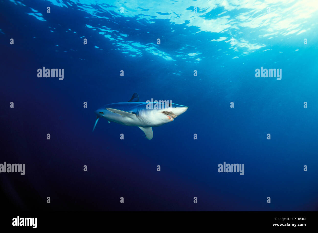 Shortfin mako shark isurus oxyrinchus hi-res stock photography and ...