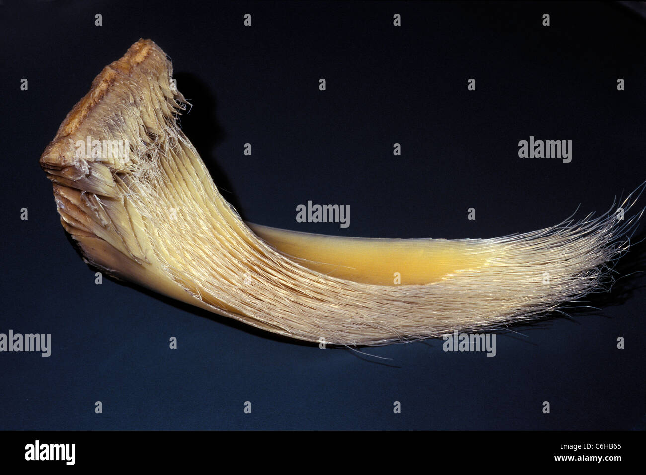 Whalebone hi-res stock photography and images - Alamy