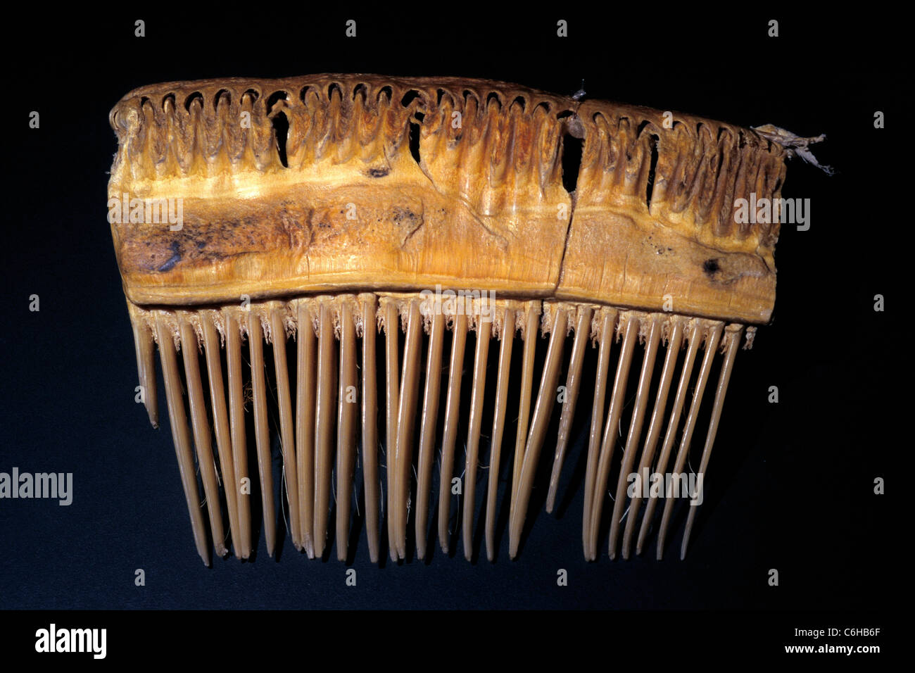 Whalebone hi-res stock photography and images - Alamy