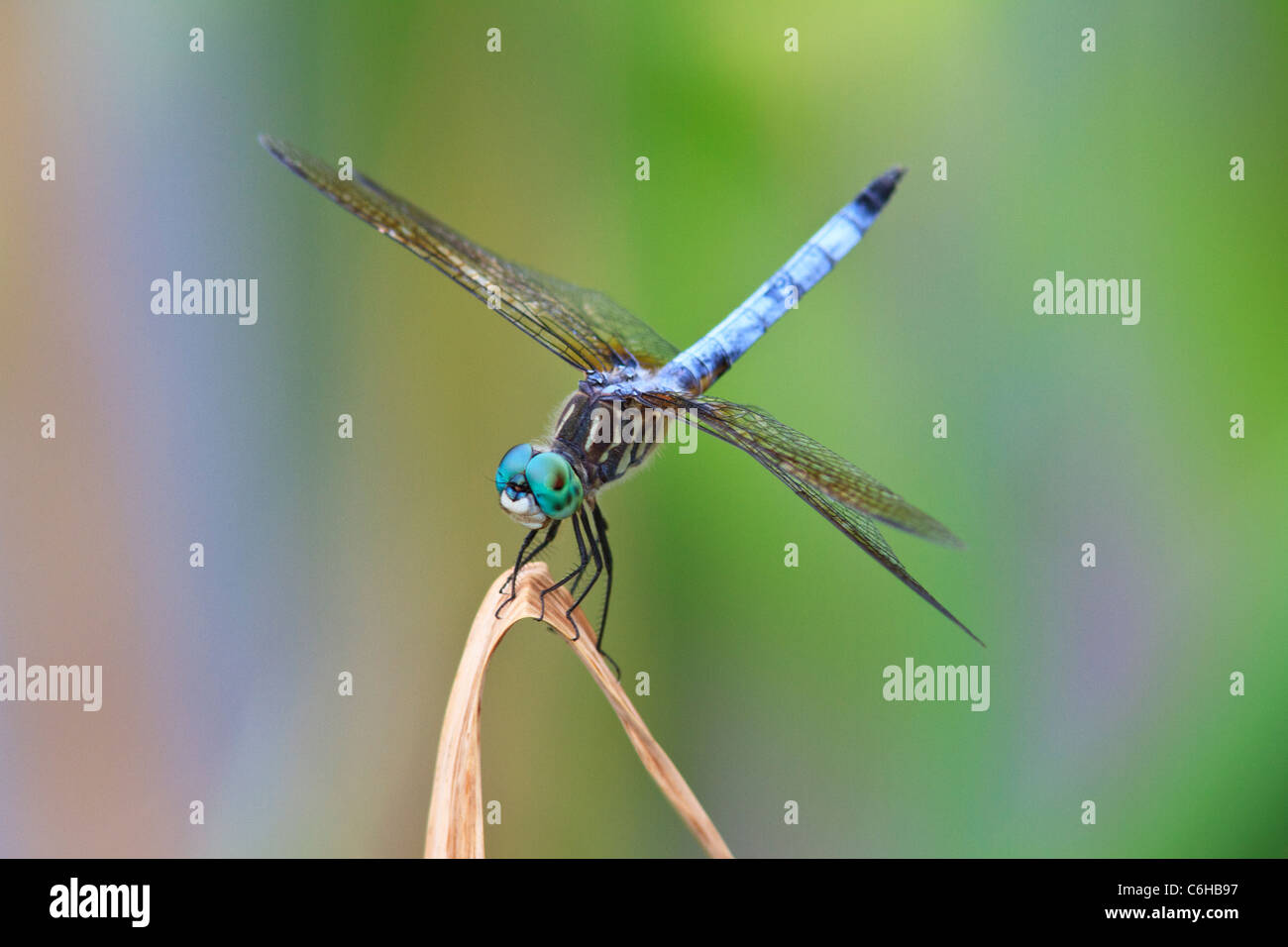 Blue Dasher dragonfly (Pachydiplax longipennis Stock Photo - Alamy