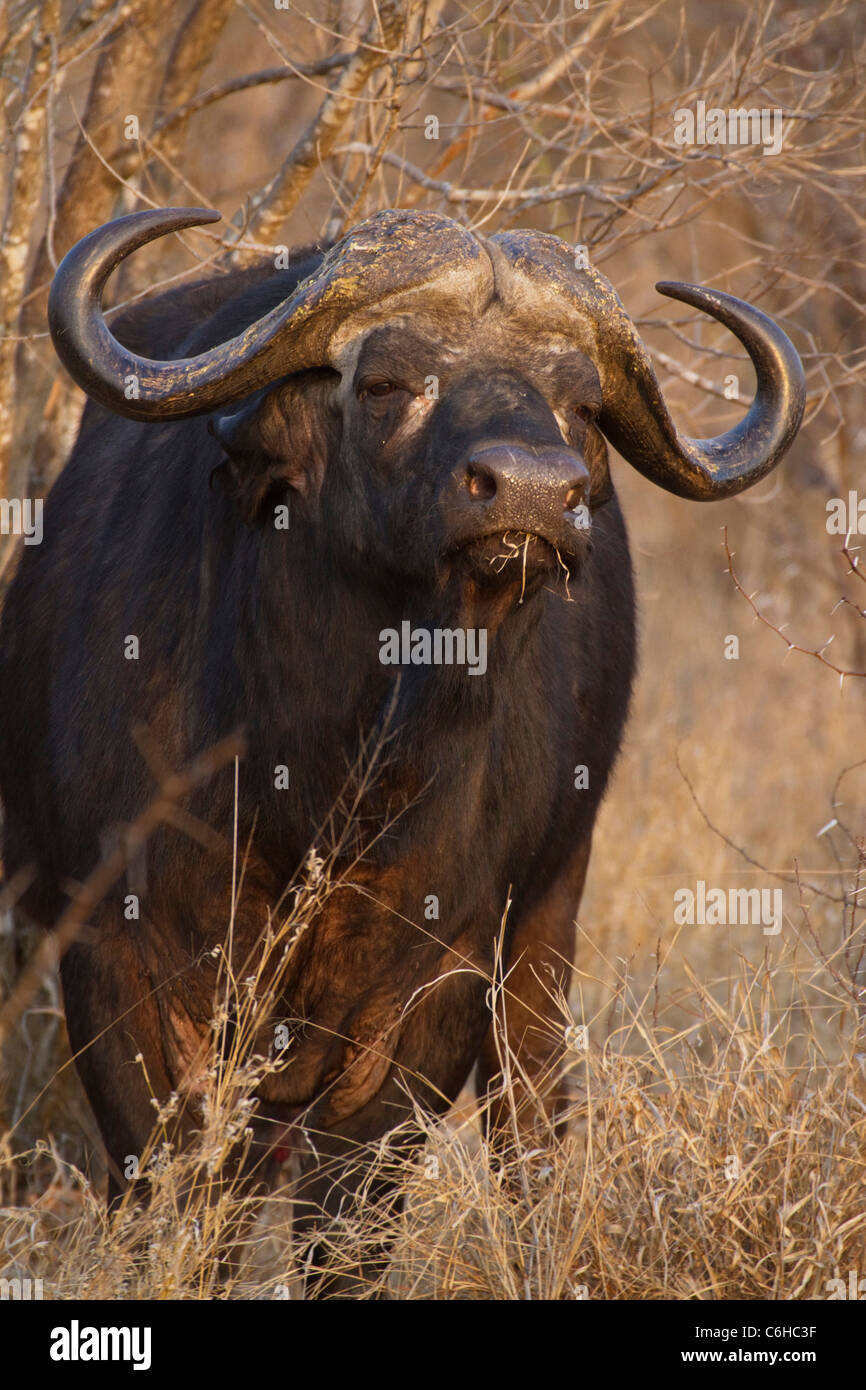 Male buffalo vertical hi-res stock photography and images - Alamy