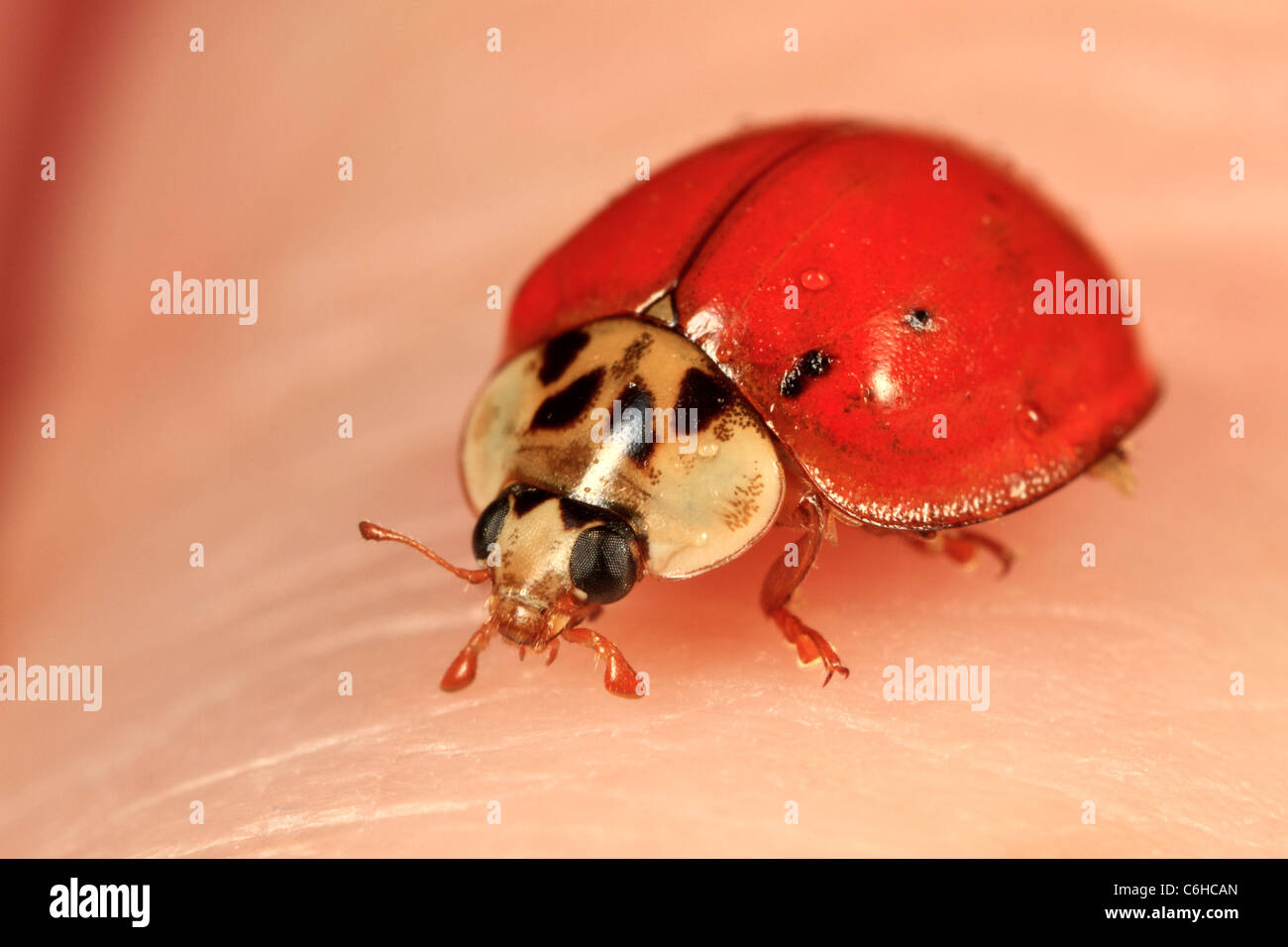 Multicolored Asian Lady Beetle (Harmonia axyridis Stock Photo - Alamy
