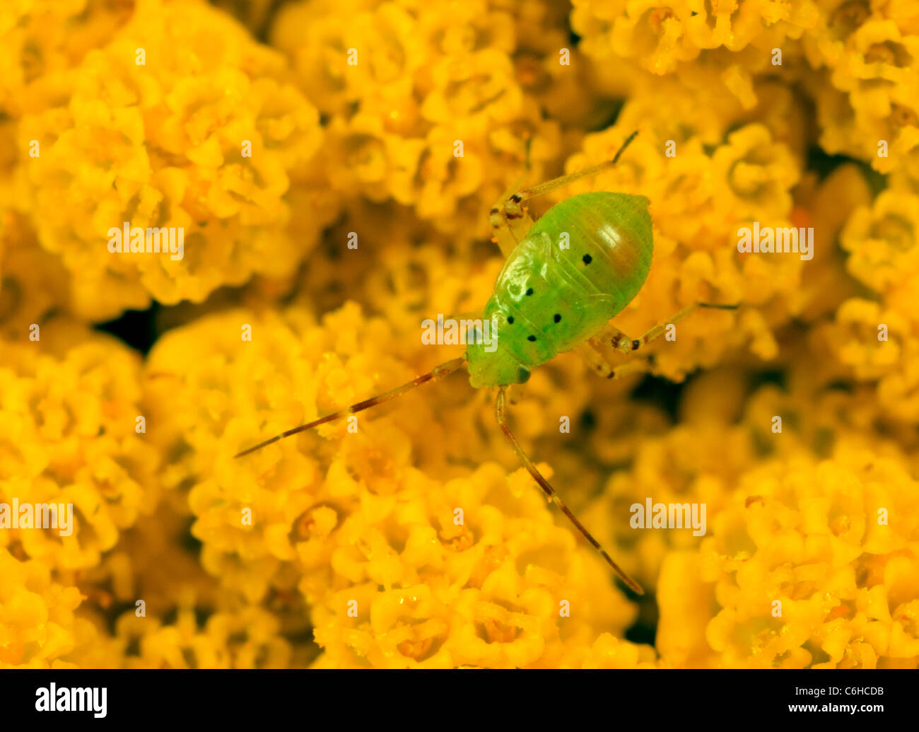Lygus bug nymph (lygus sp Stock Photo - Alamy
