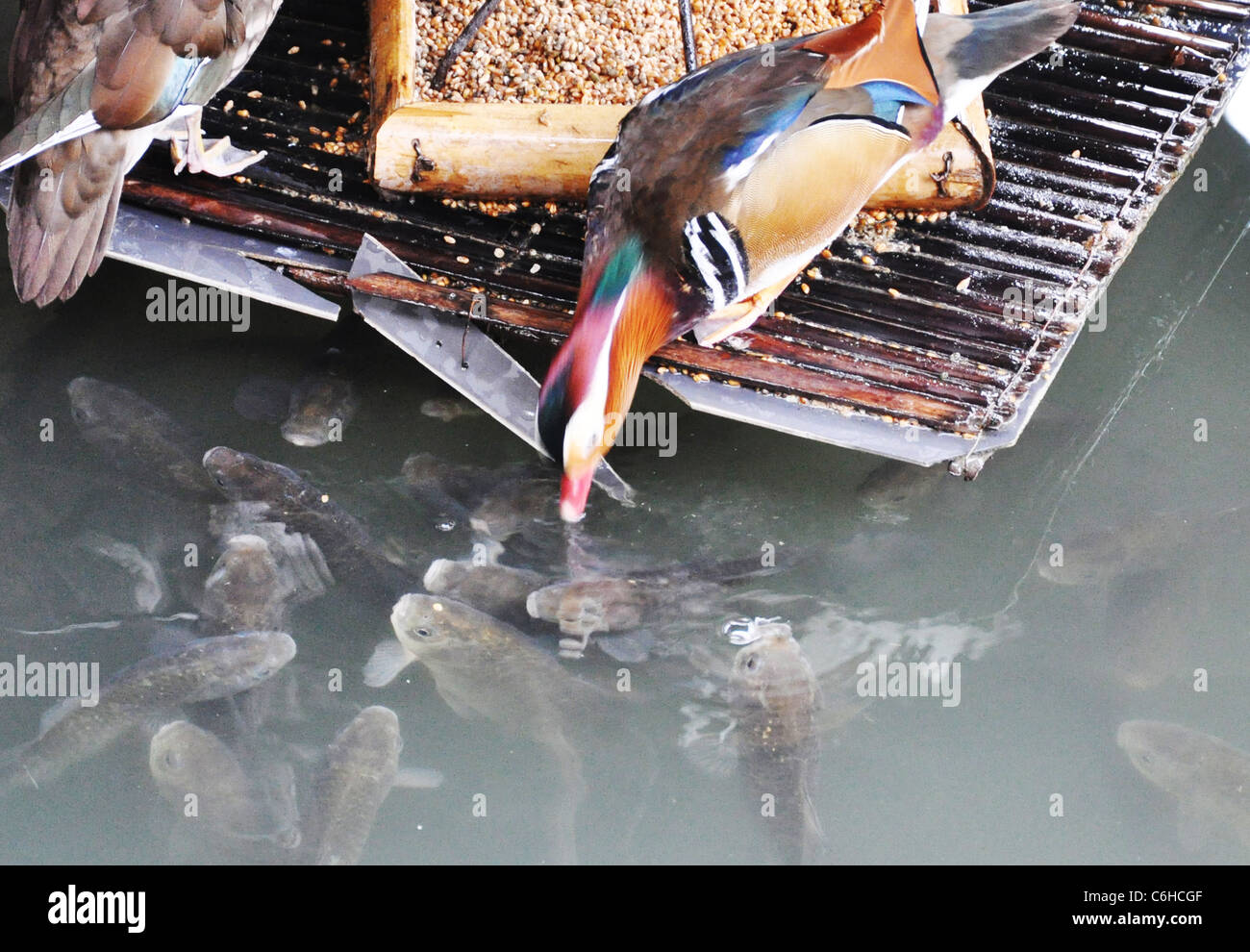 This mandarin duck is suffering an identity crisis, and has taken to ...