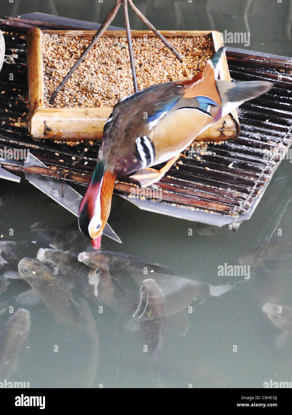 This mandarin duck is suffering an identity crisis, and has taken to ...