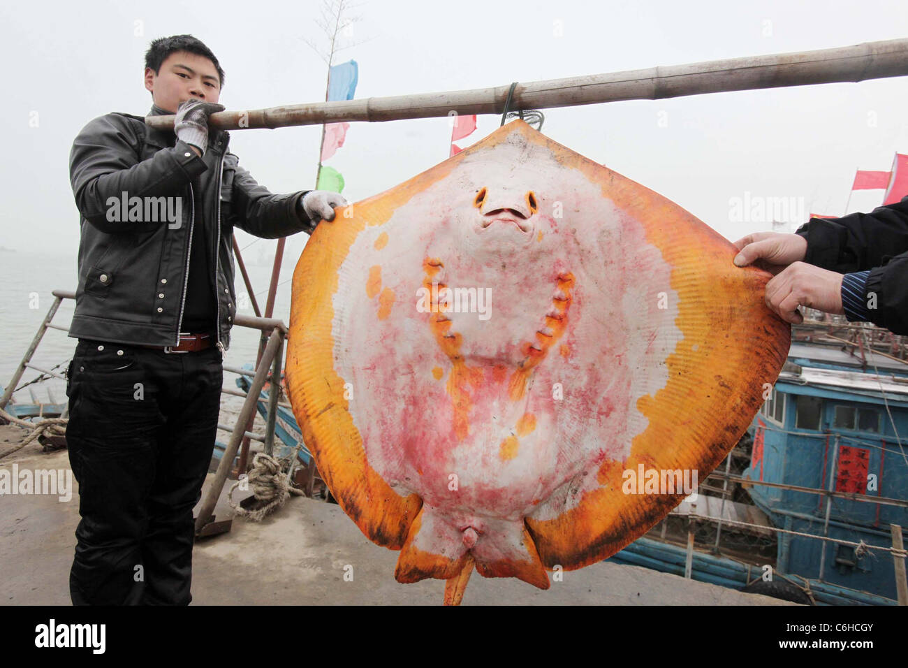 This heavyweight flat fish was landed in Jiangsu China, last week ...