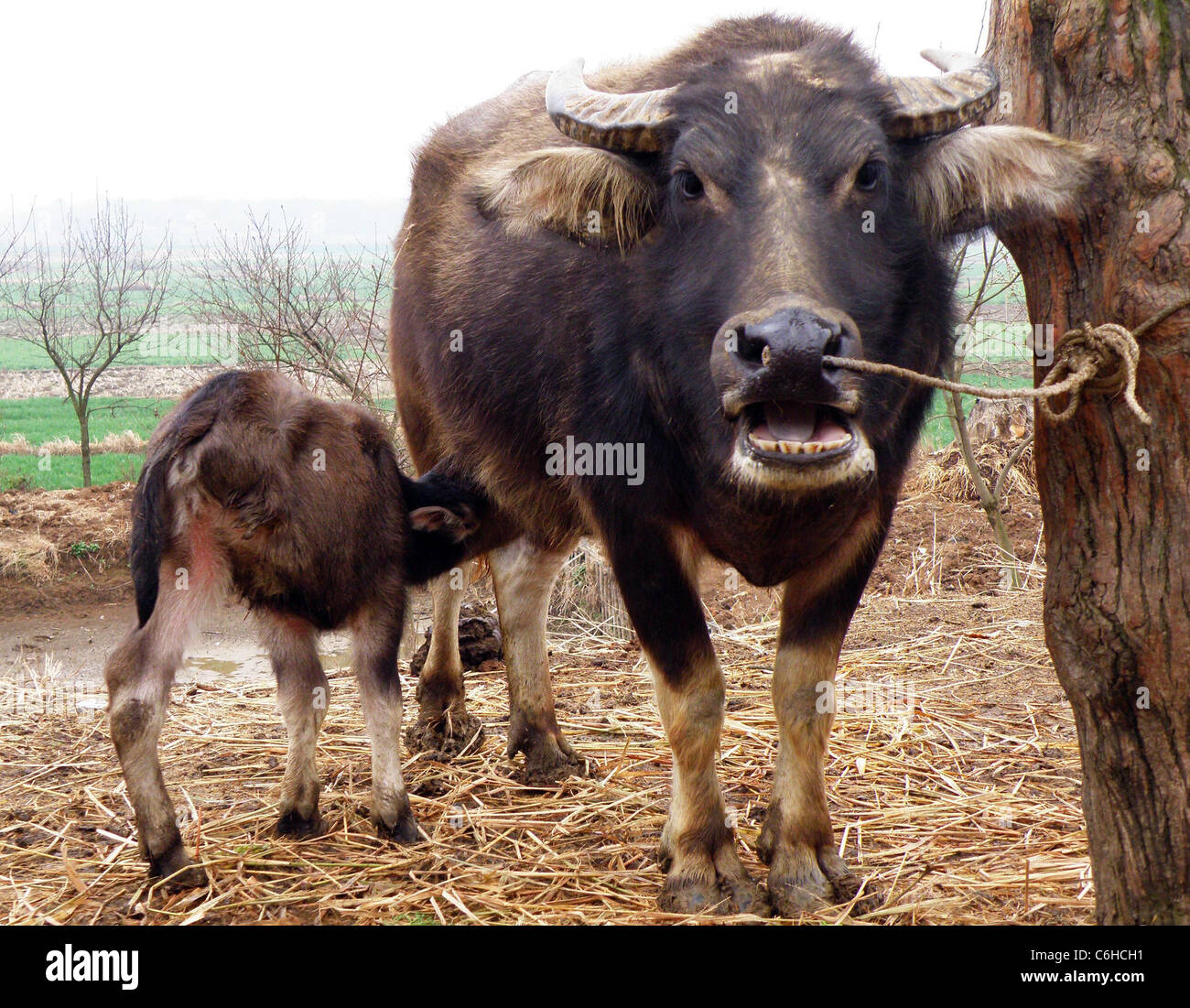 This calf was born in Shipai, China in February 2010 with just three ...