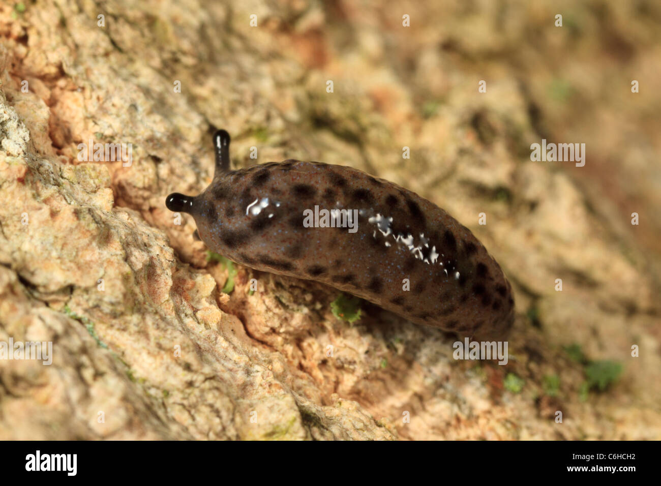 Tree slug hi-res stock photography and images - Alamy