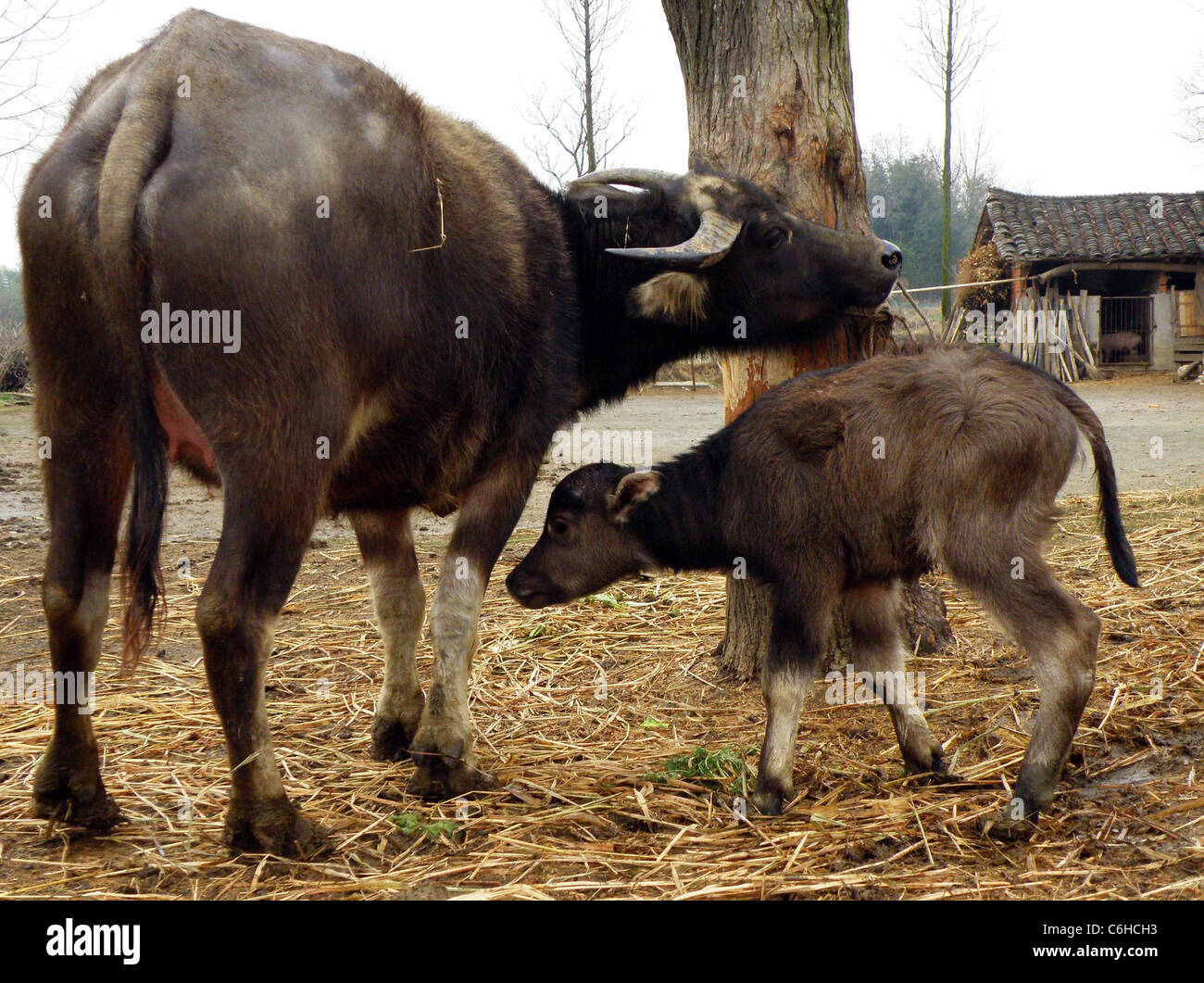 Calf born in shipai china hi-res stock photography and images - Alamy