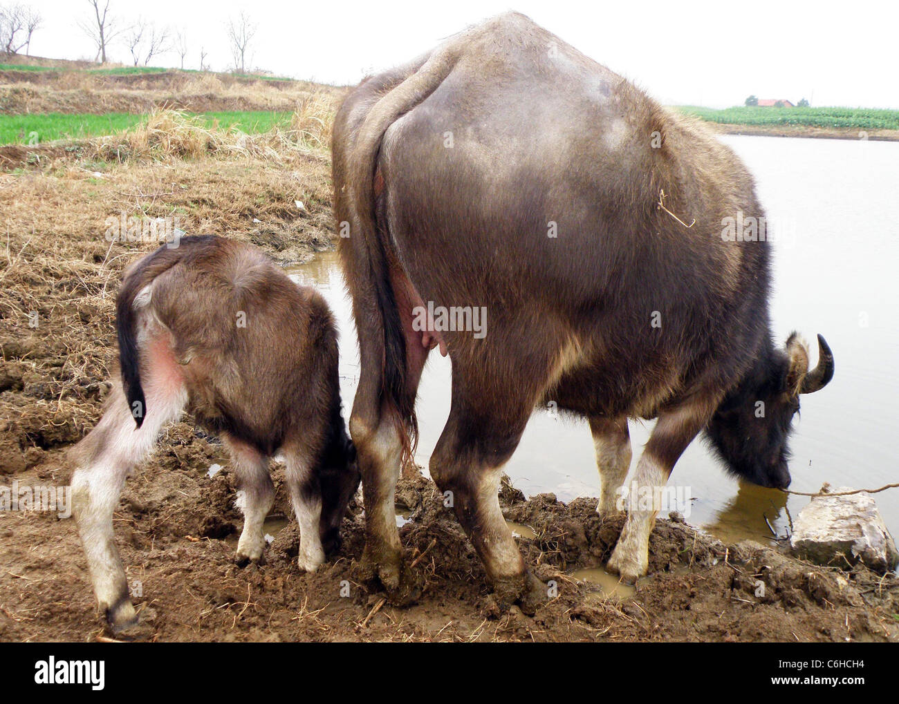 This calf was born in Shipai, China in February 2010 with just three ...