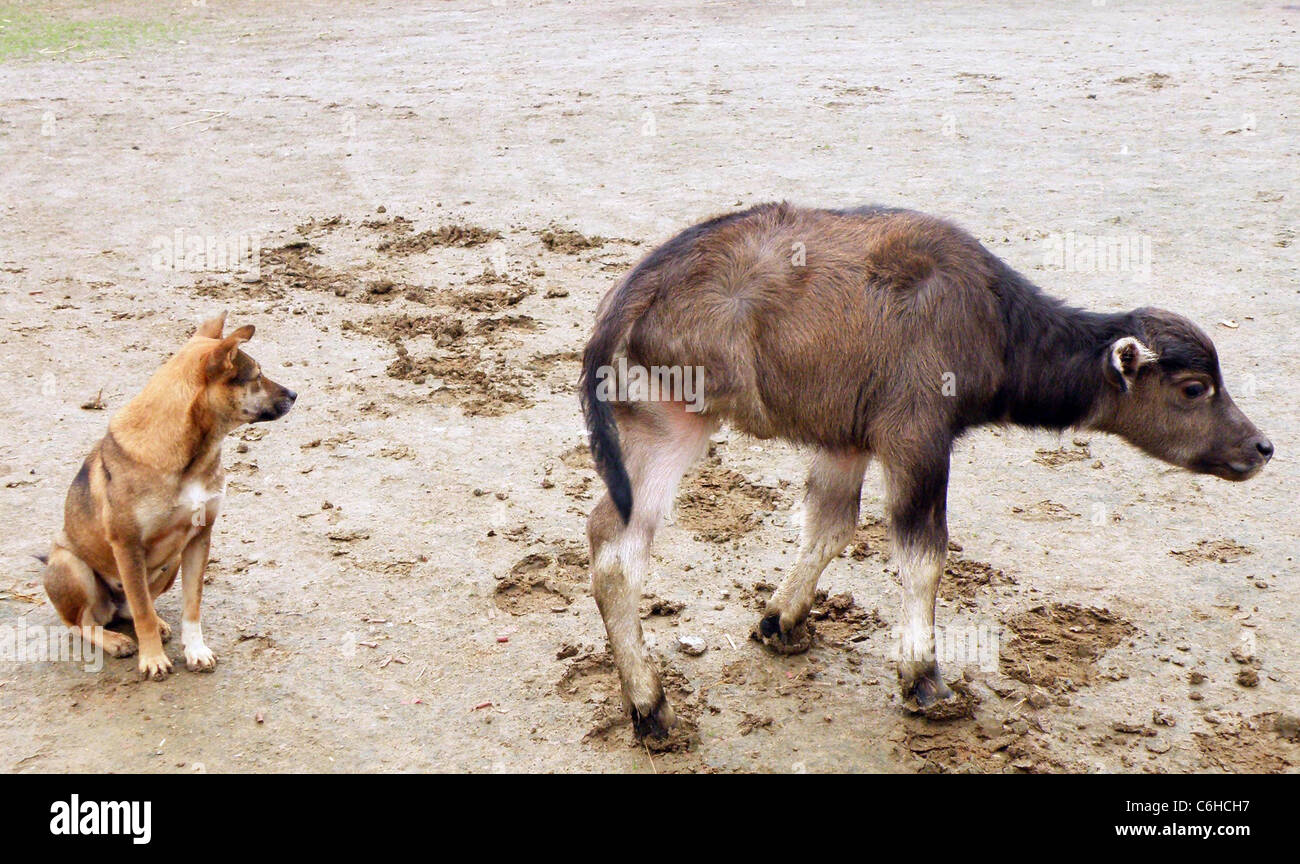 Calf born in shipai china hi-res stock photography and images - Alamy