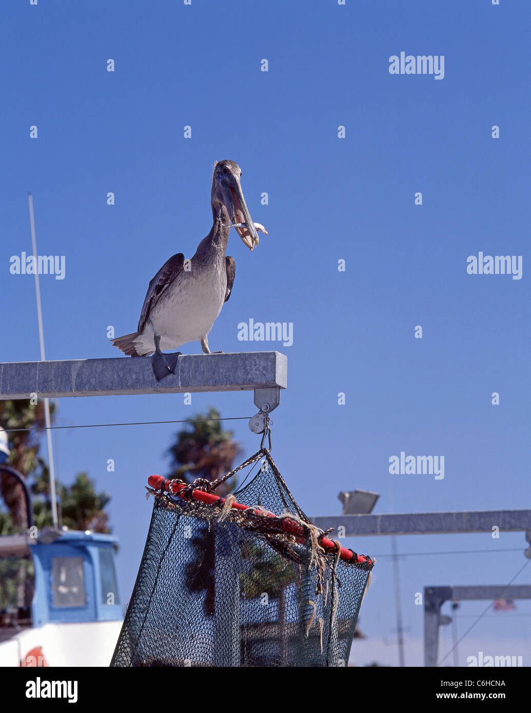 Pelican eating fish hi-res stock photography and images - Alamy