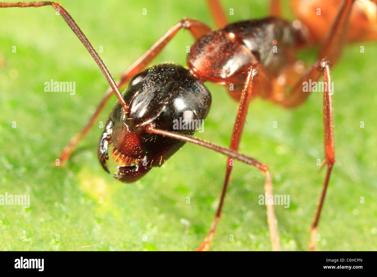 Closeup of an ant (Camponotus americanus Stock Photo - Alamy