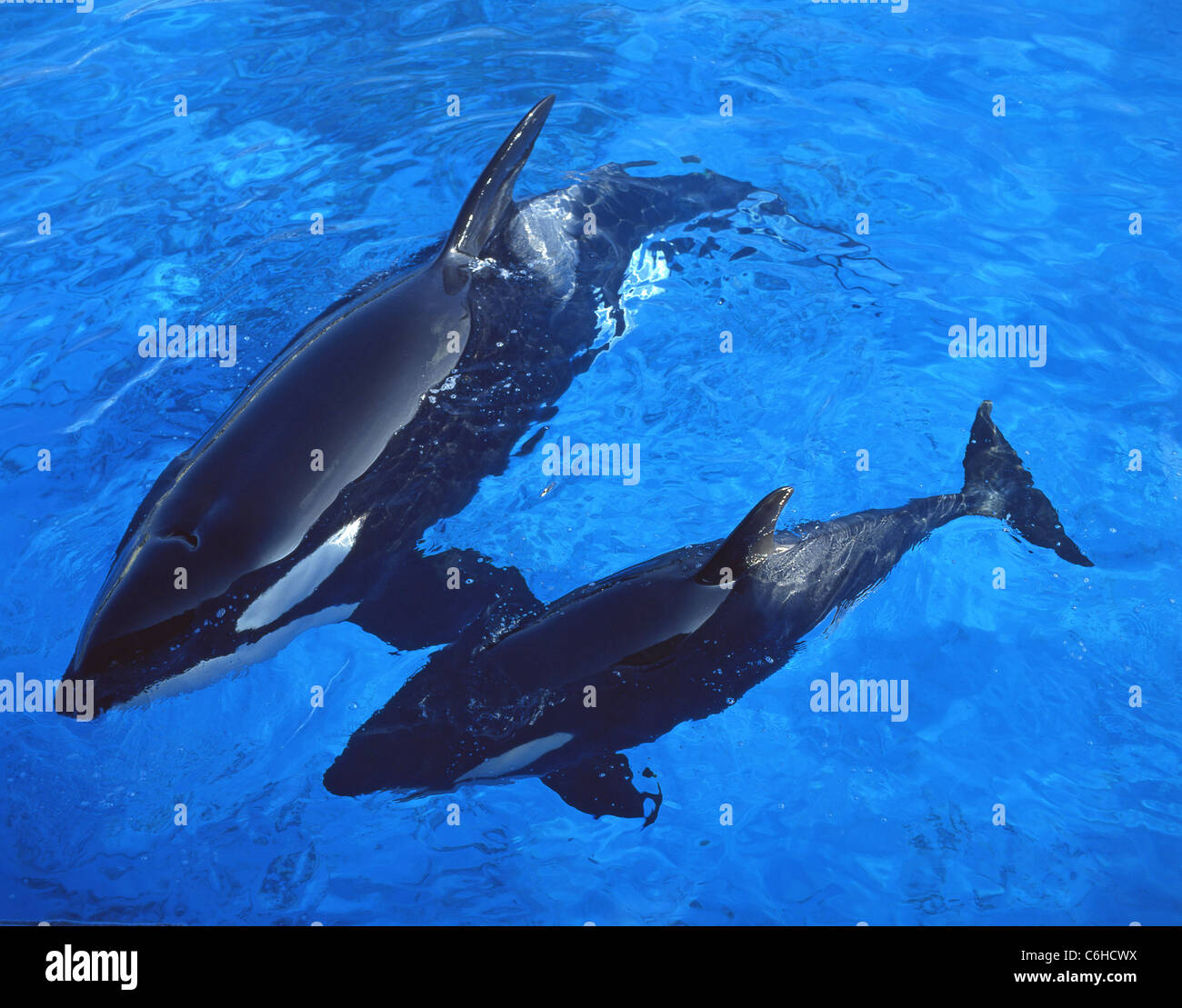 An adult female Orca whale and her calf in pool, Sea World, Orlando ...