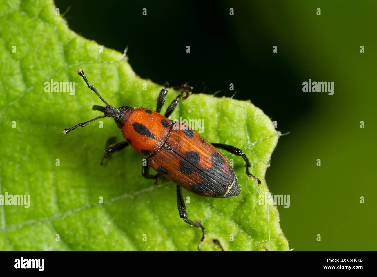 Cocklebur hi-res stock photography and images - Alamy