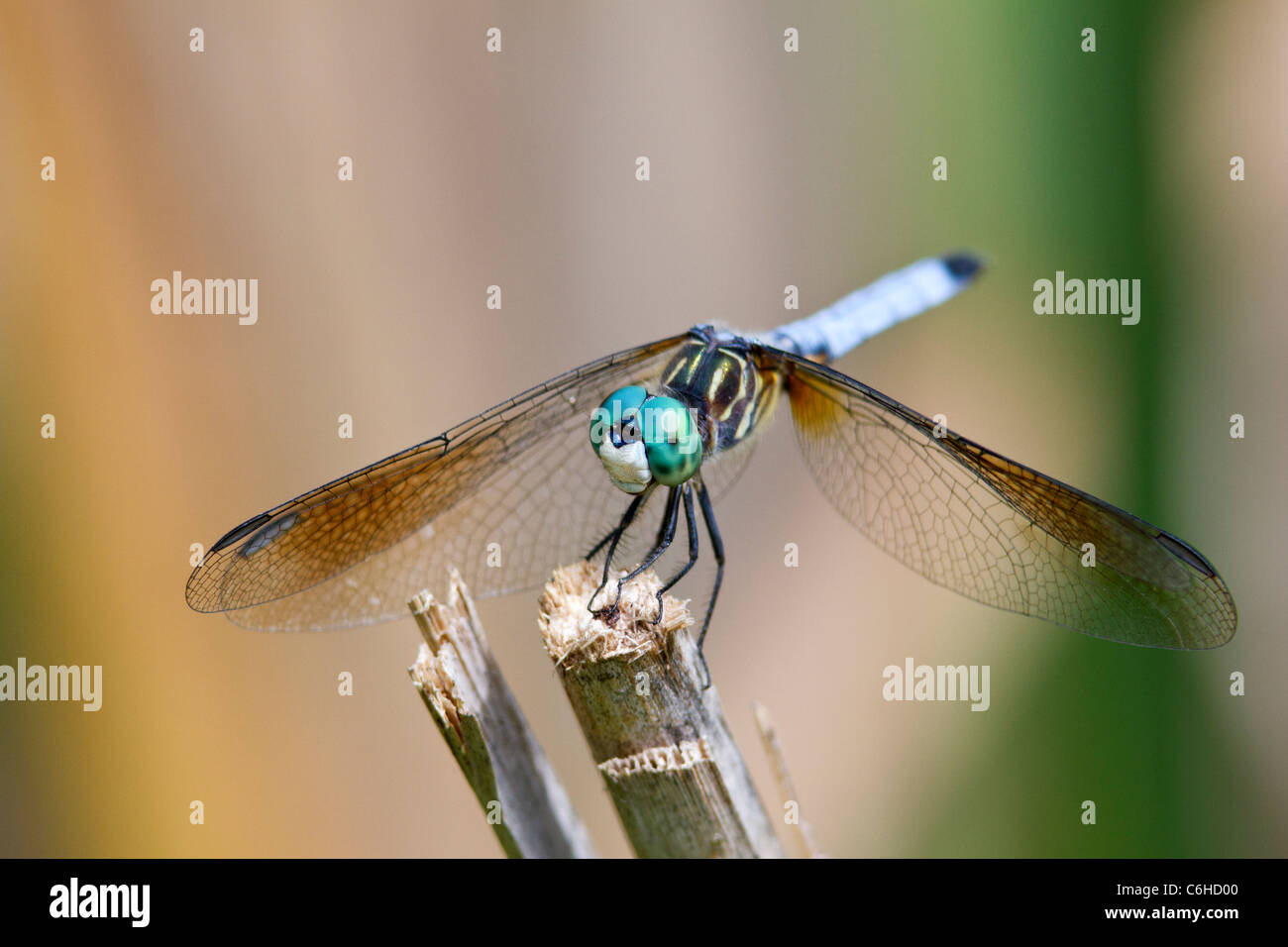 Blue Dasher dragonfly (Pachydiplax longipennis Stock Photo - Alamy