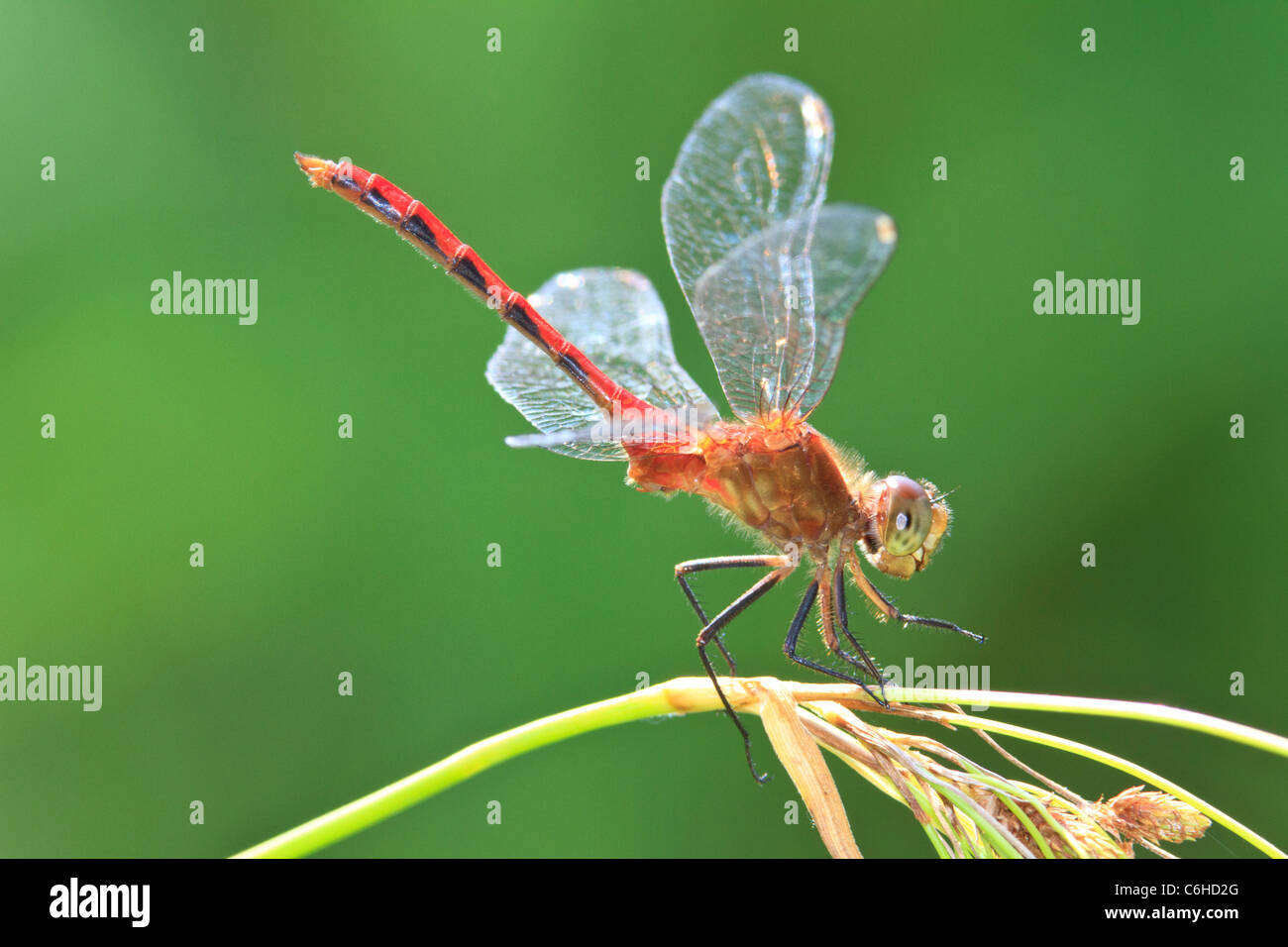 Red meadowhawk dragonfly (Sympetrum sp Stock Photo - Alamy