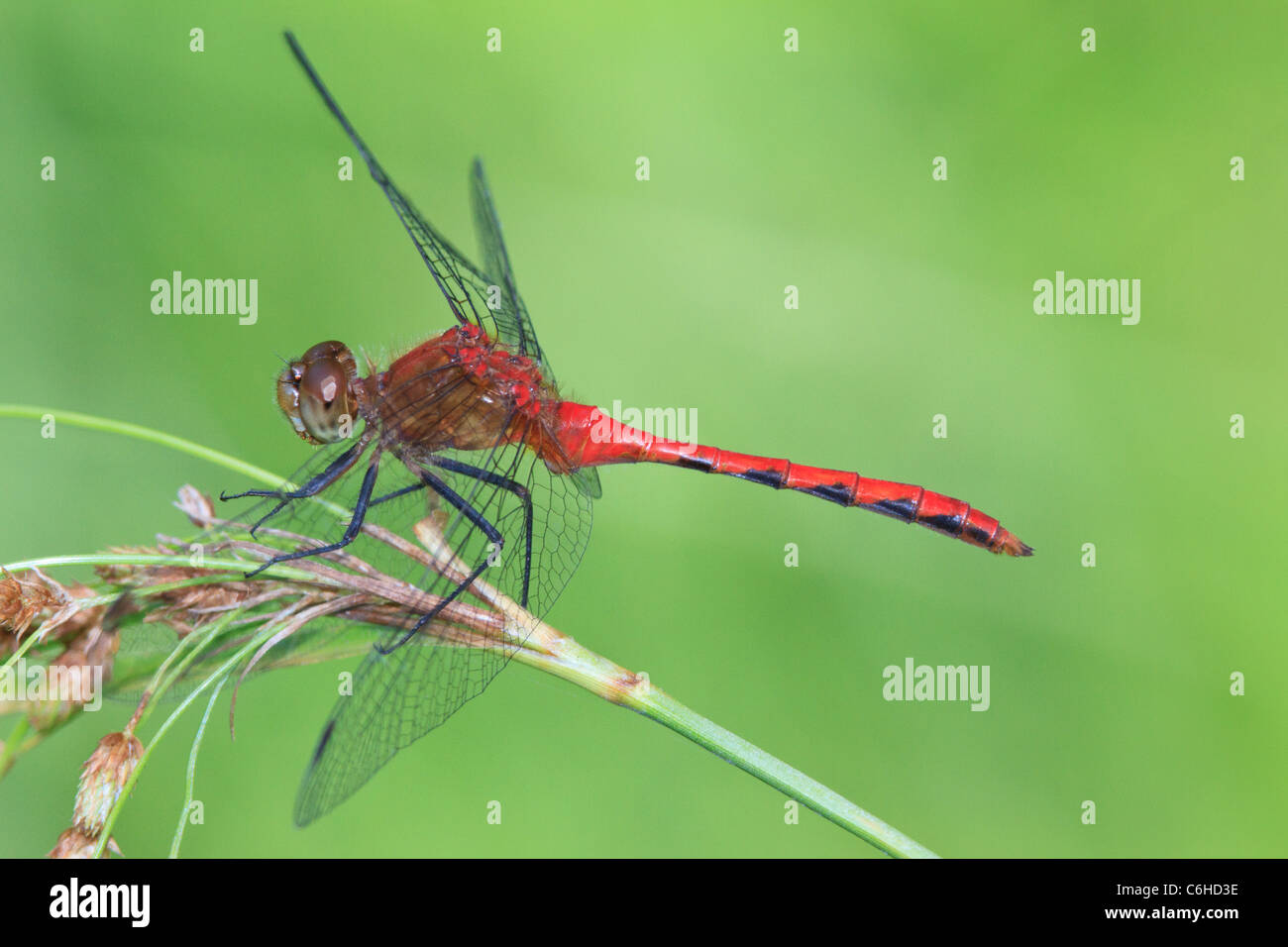 Red meadowhawk dragonfly (Sympetrum sp Stock Photo - Alamy
