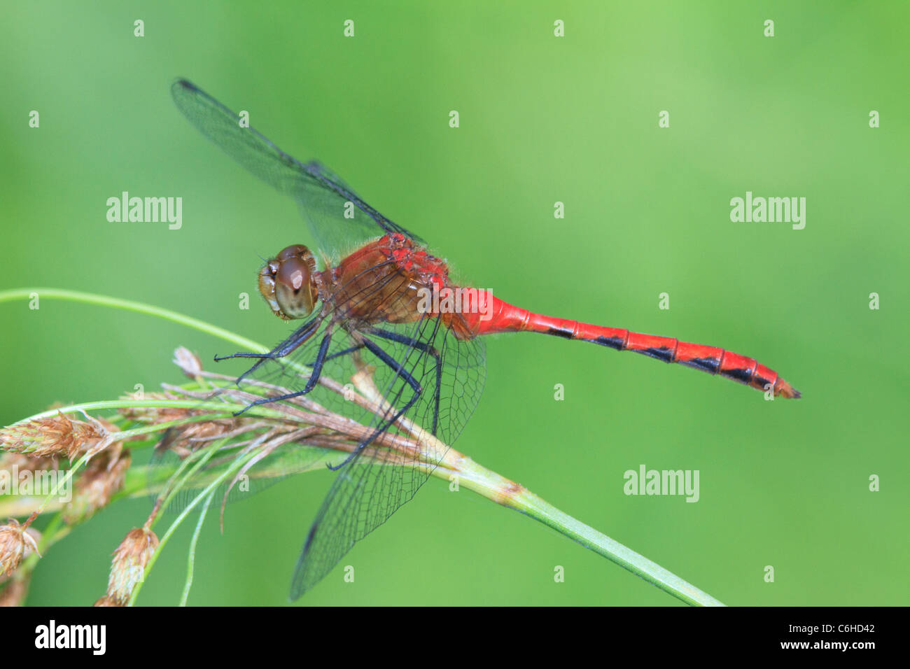 Red meadowhawk dragonfly (Sympetrum sp Stock Photo - Alamy