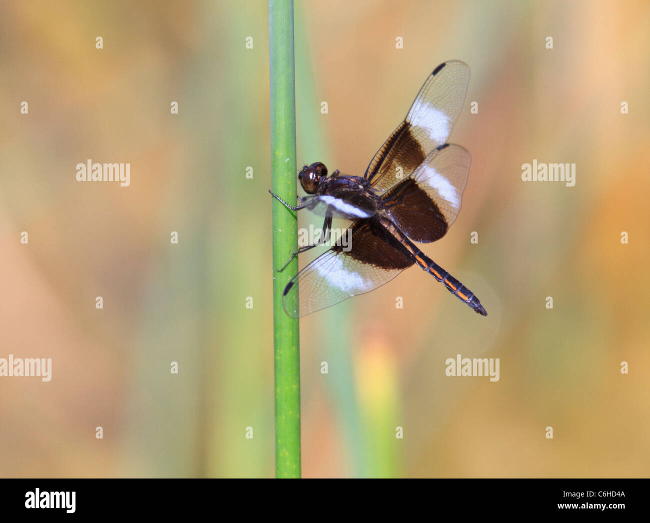Male Widow Skimmer High Resolution Stock Photography and Images - Alamy