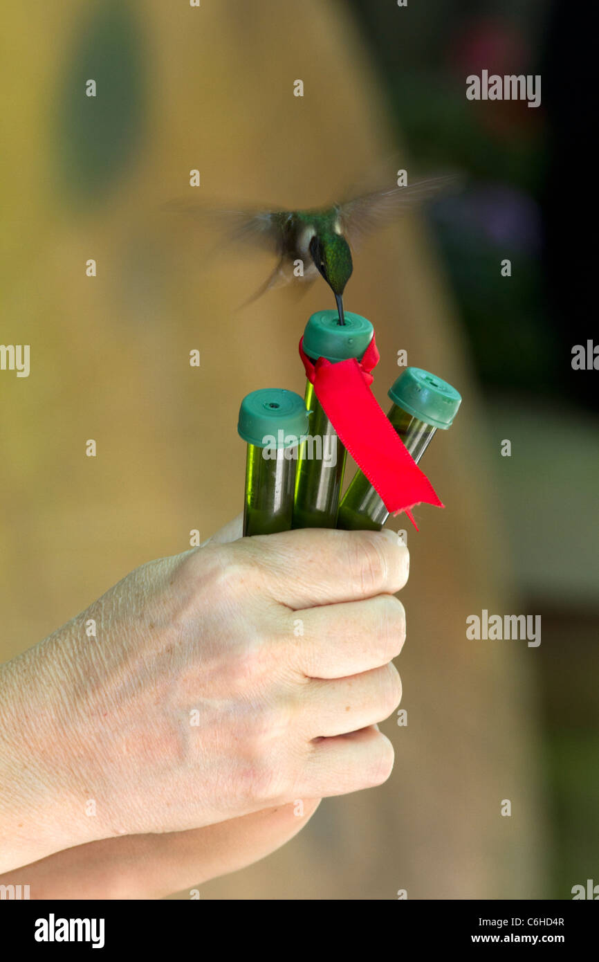 Hummingbird hand hi-res stock photography and images - Alamy