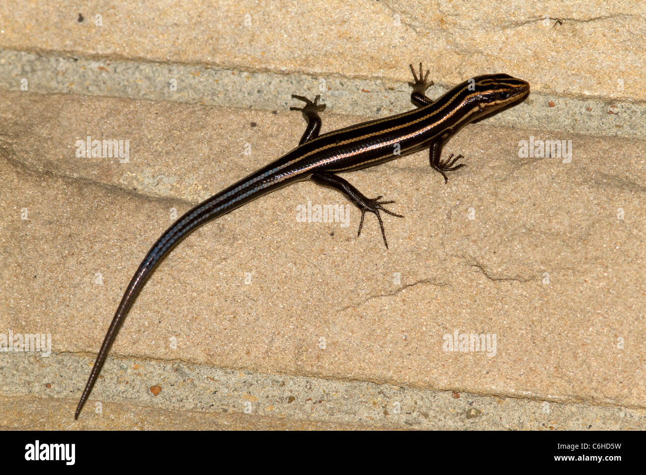 Five-lined Skink (Eumeces fasciatus) on wall Stock Photo - Alamy