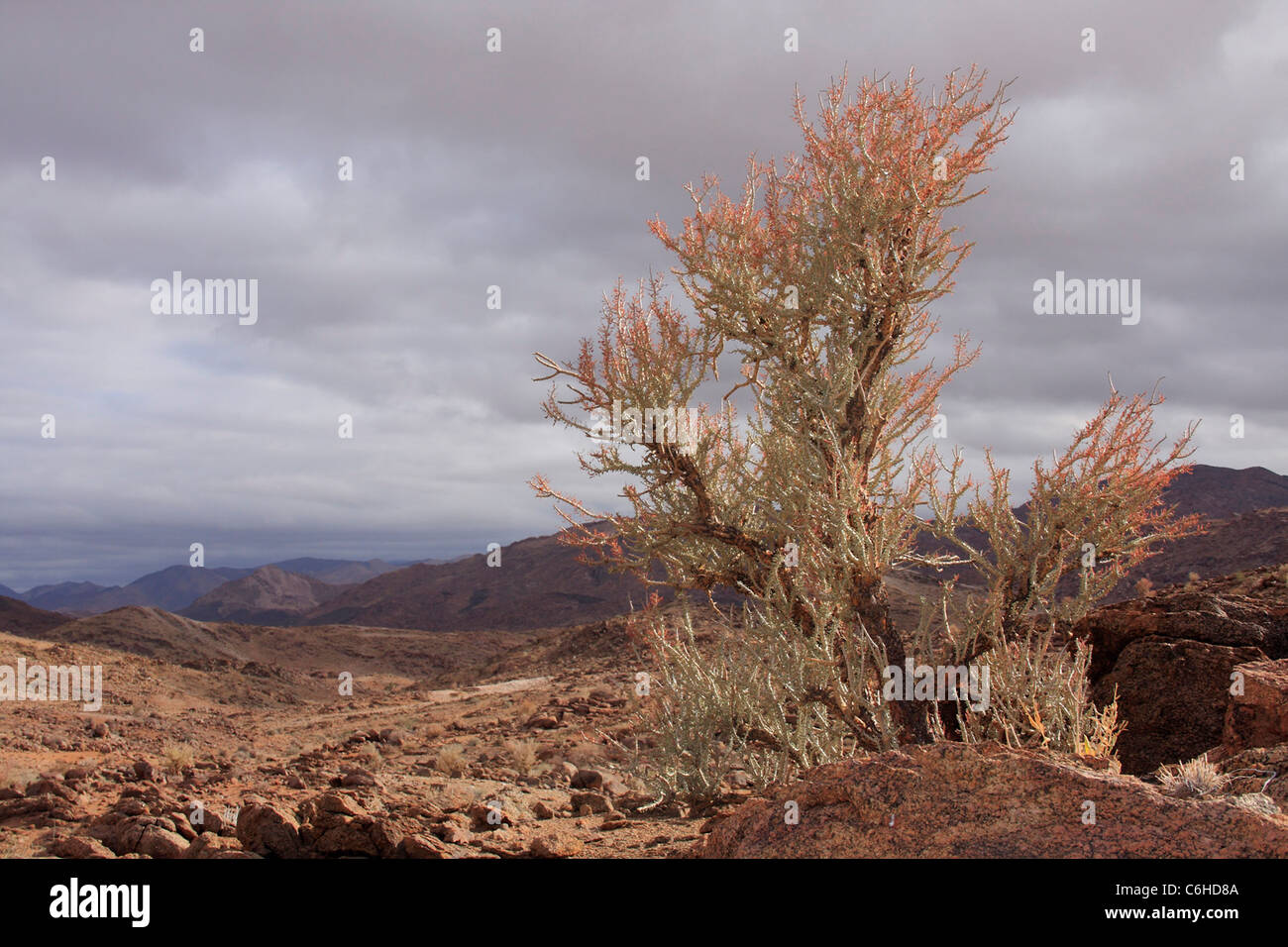 Ceraria hi-res stock photography and images - Alamy